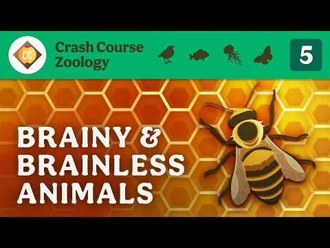Brainy & Brainless Animals: Crash Course Zoology #5
