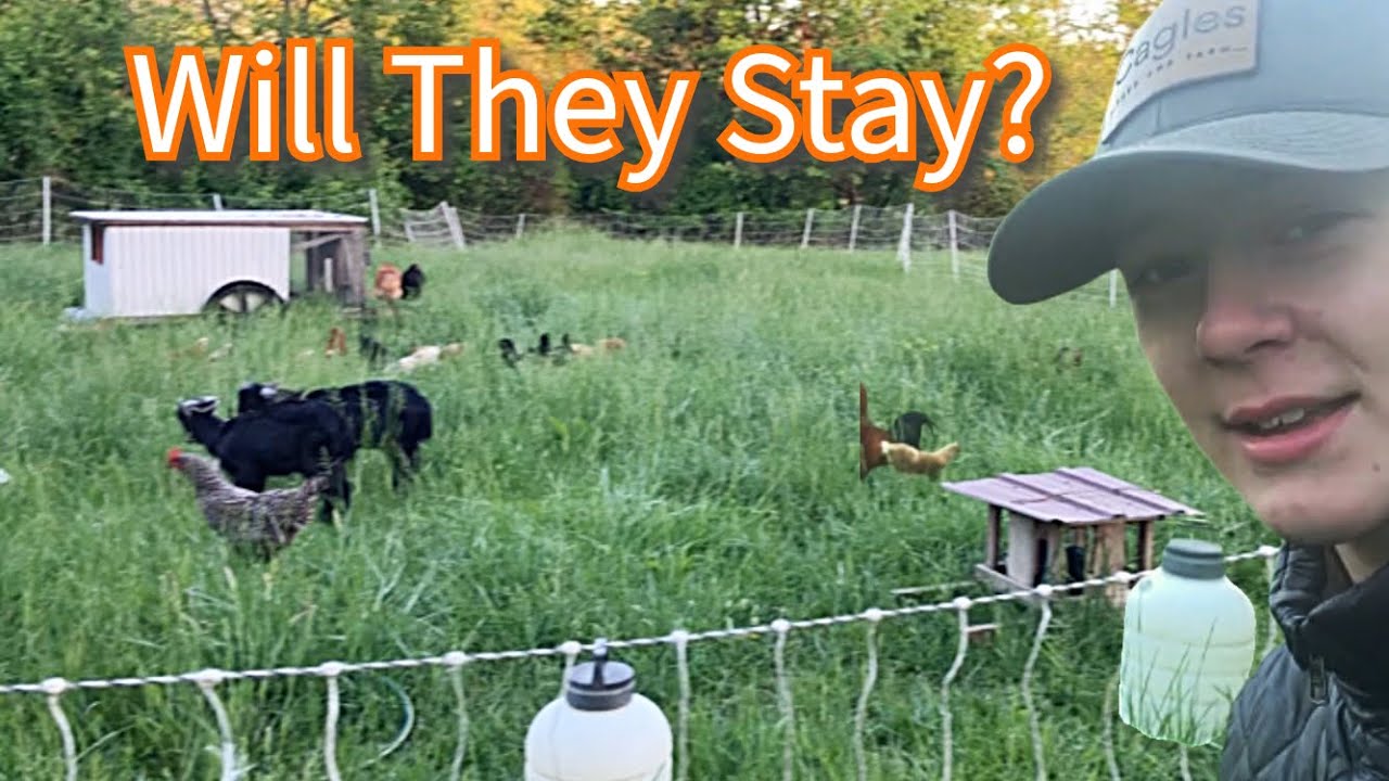 Will GOATS Live With CHICKENS? - YouTube