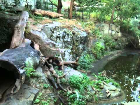 Wolverine pups Skansen Aug 1 2011.MOV - YouTube