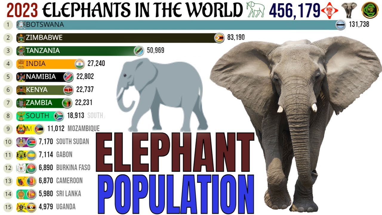 Top World s Elephant Populations By Country YouTube Top World s Elephant Populations By Country YouTube