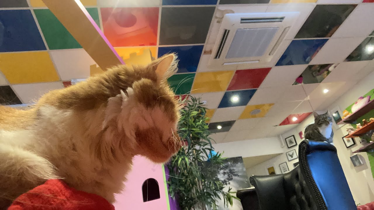 Nottingham cat cuties |Kitty Cafe UK - Cat Rescue and Cat Cafe - YouTube