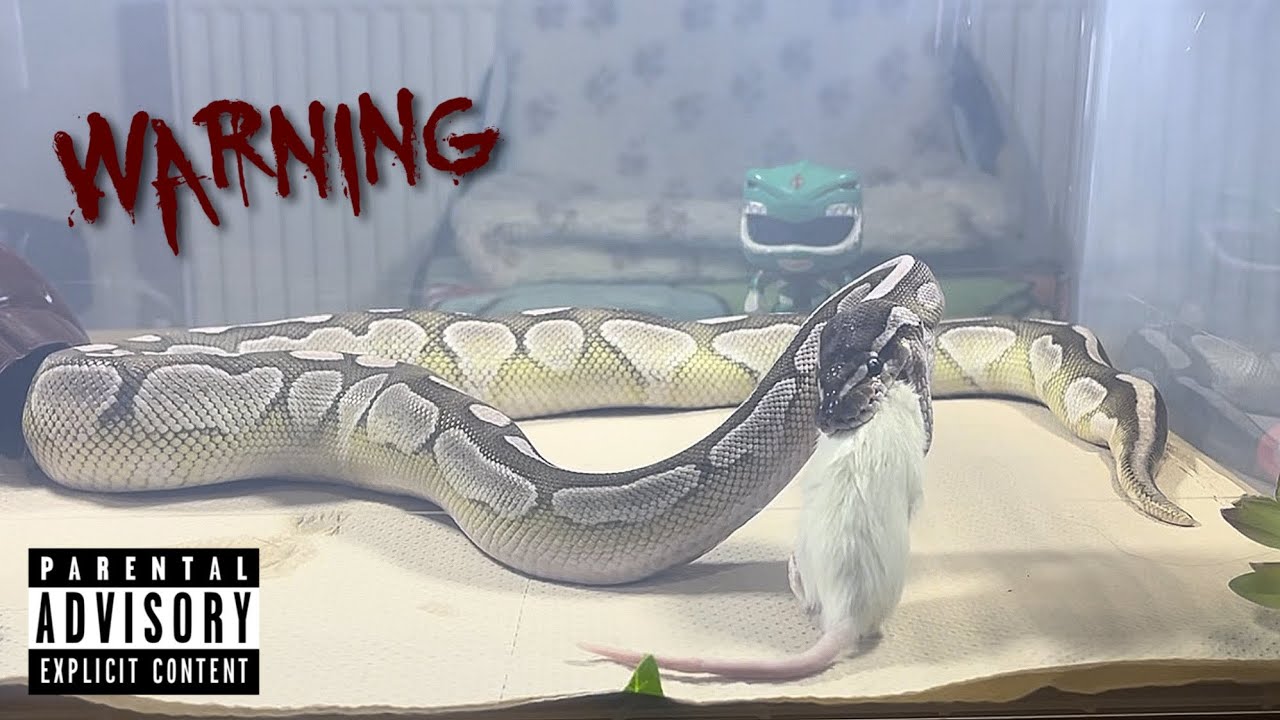 MOCHI | Royal / Ball Python | #highlights 🎬 (15.08.24) - YouTube