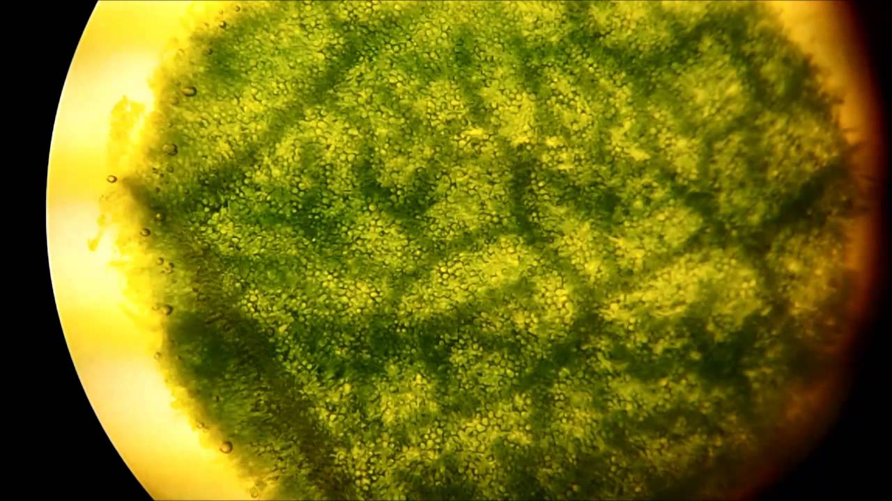 Floating Leaf Disk 30x - YouTube