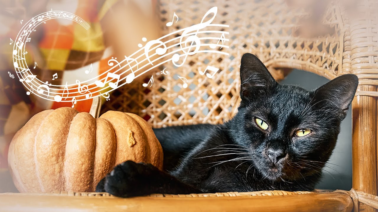 Autumn Lullaby for Restless Cats ♬ Stress Relief 🍁 10 hours Cat Lullaby ...
