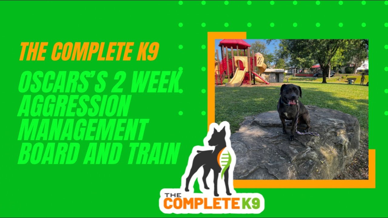 The Complete K9 - 3 Year Old Lab/Pit Mix Goes From Stubborn to ...