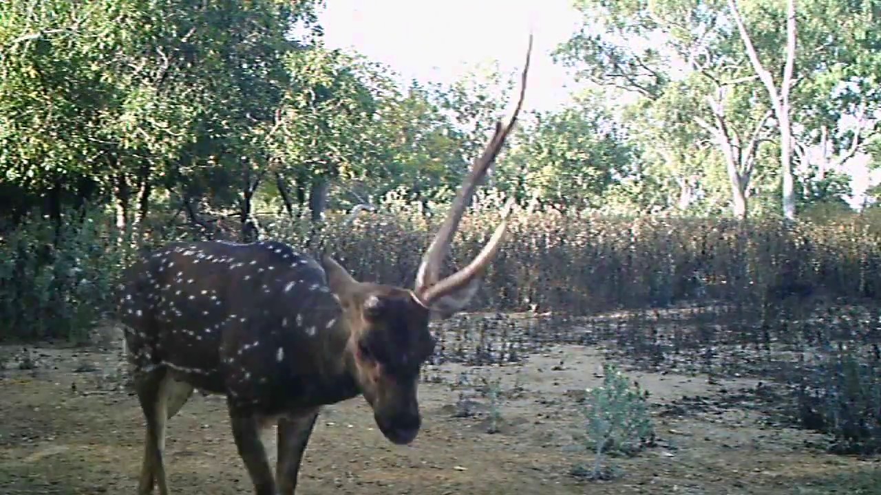 Chital Deer, Game Camera Footage,Part 2 - YouTube