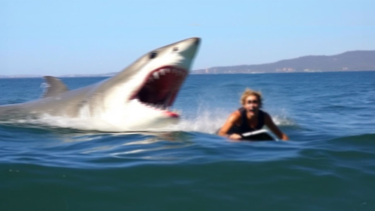 Woman Sleeping on Kayak Attacked by Great White Shark! - YouTube