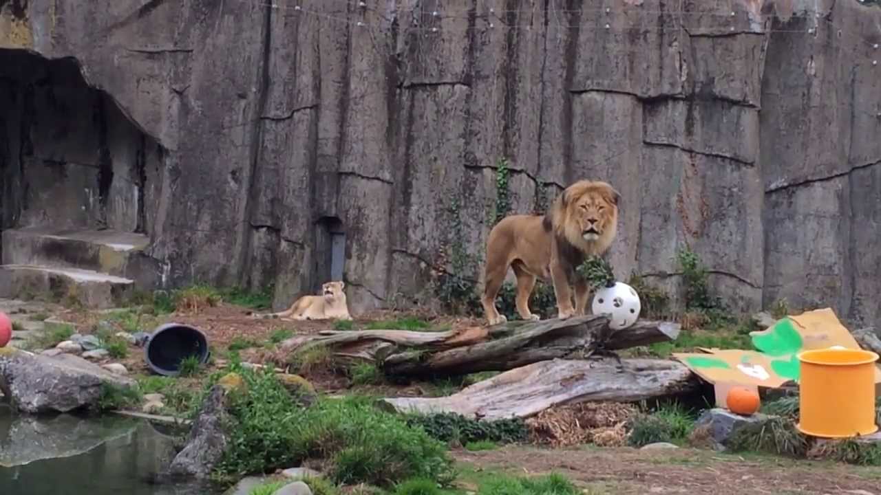 What does the lion say: Roar-Meow ! haha - YouTube