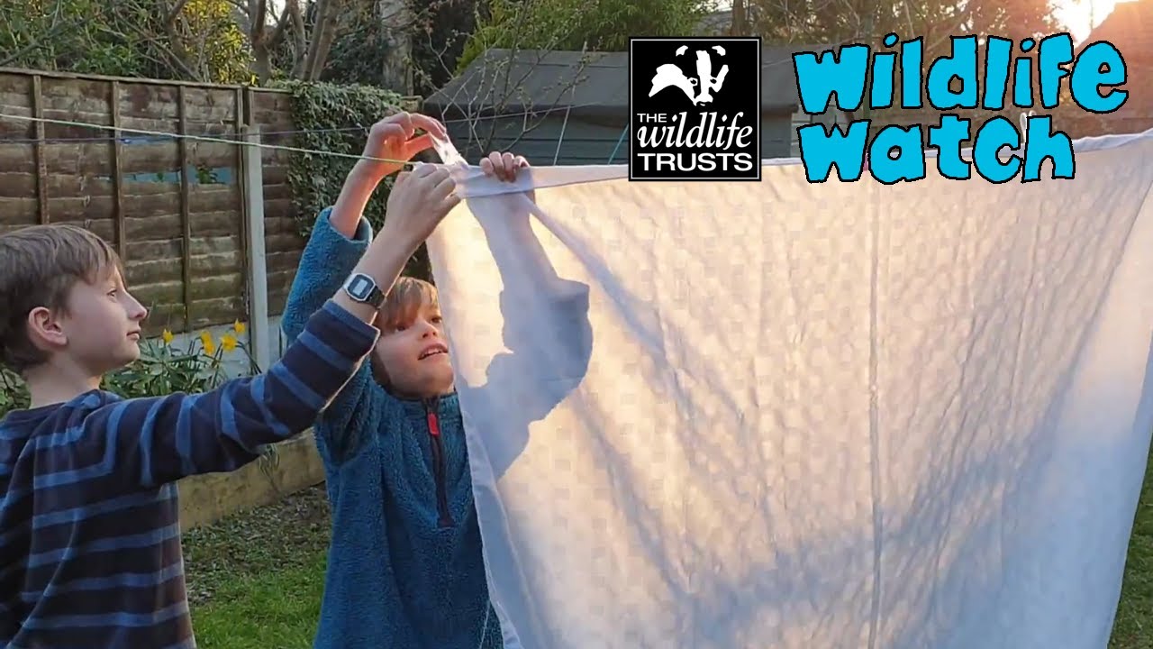 Wildlife Wednesday: How to make a sheet moth trap! - YouTube