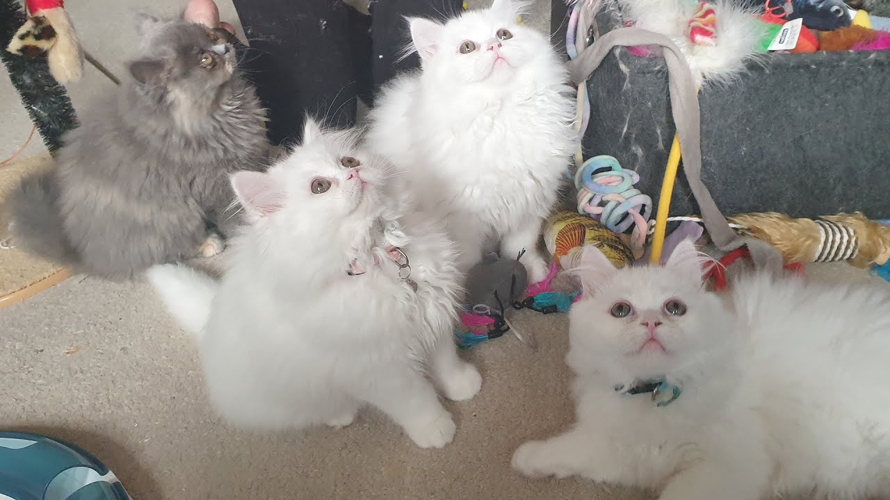 Cute Purrfect Moments: Kittens and Cat Enjoy Time Together! - YouTube