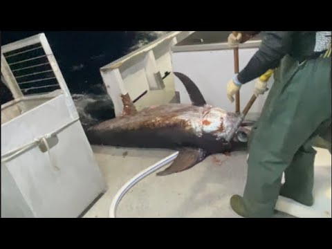 Fresh swordfish longline australia - YouTube
