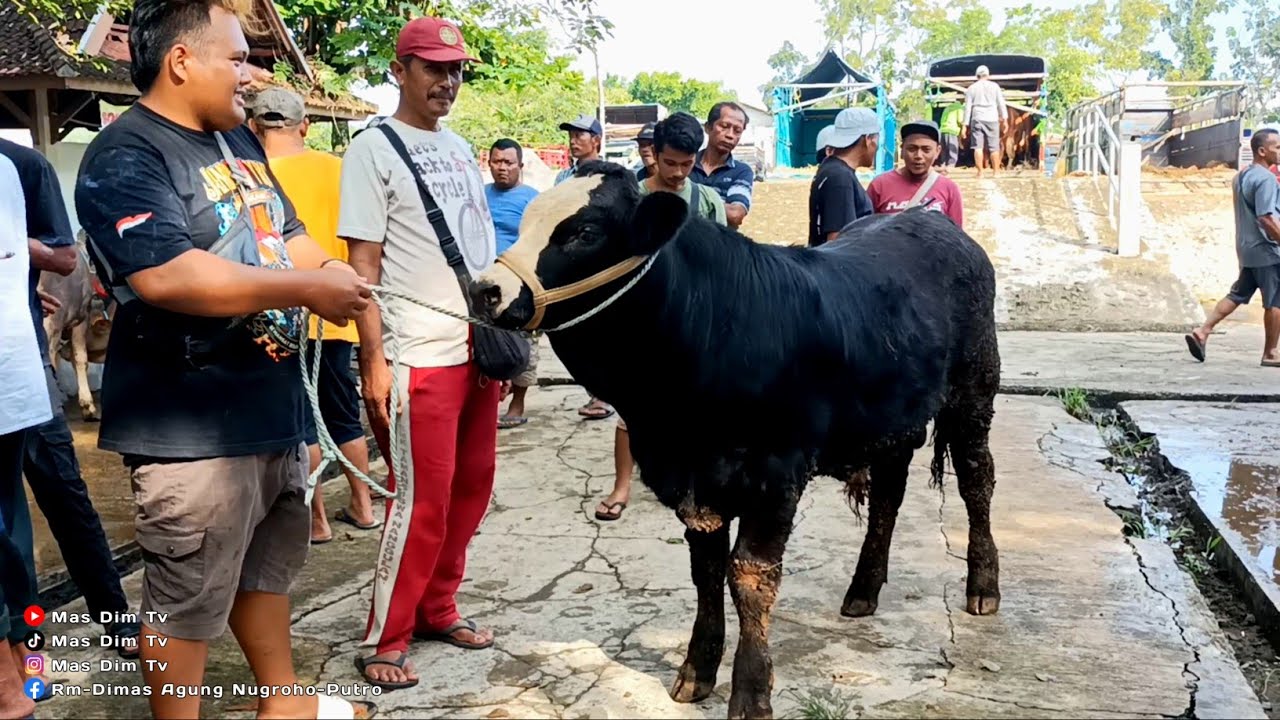 Pedet Pedet Super Pilihan Simental Moncong Paling Super !! Pasar Sapi ...