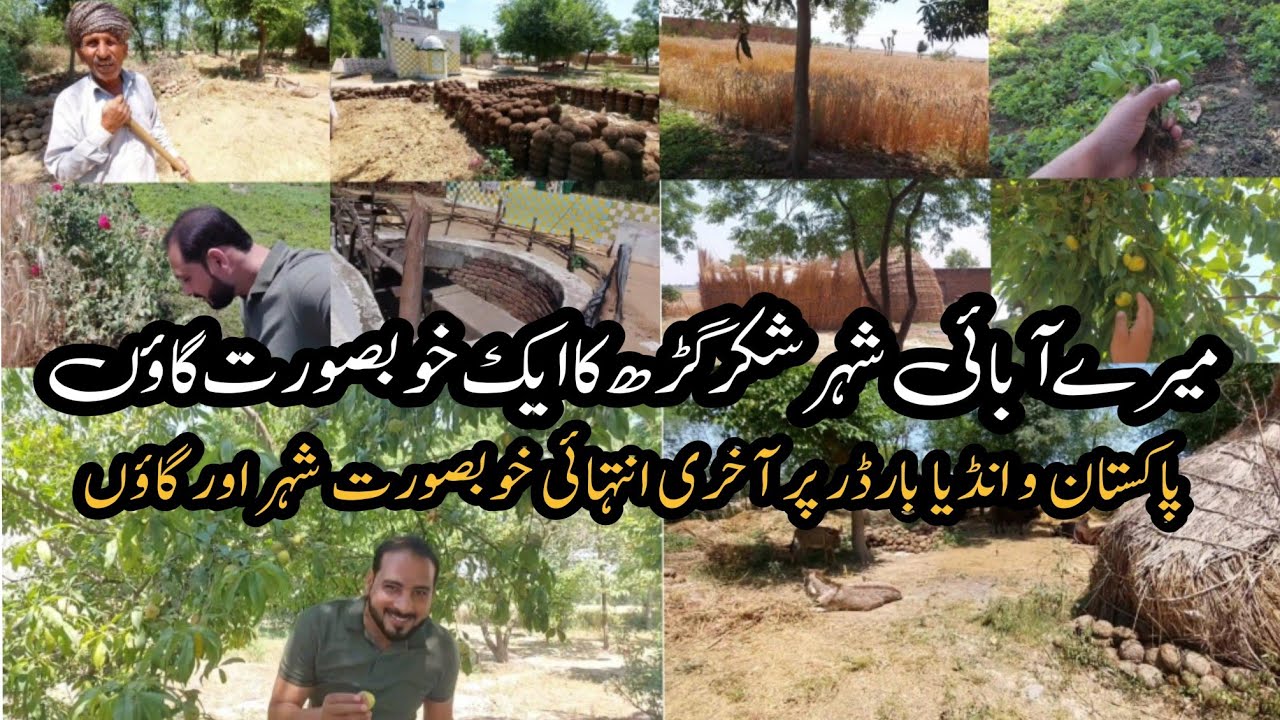 Beautiful village of my city shakargarh || Last city and village on ...
