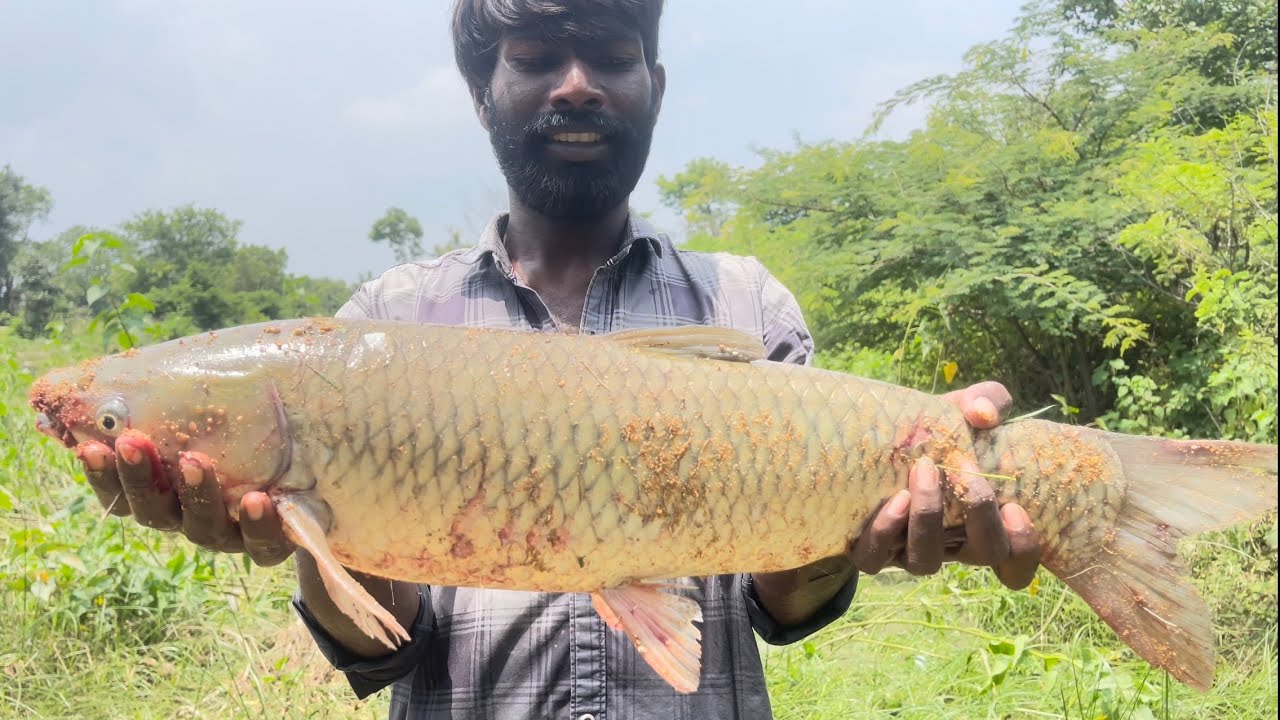 Amazing grass carp fish catch in small pound | big size grasses carp ...