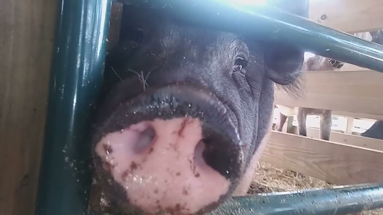 The amazing!! talking pig! - YouTube