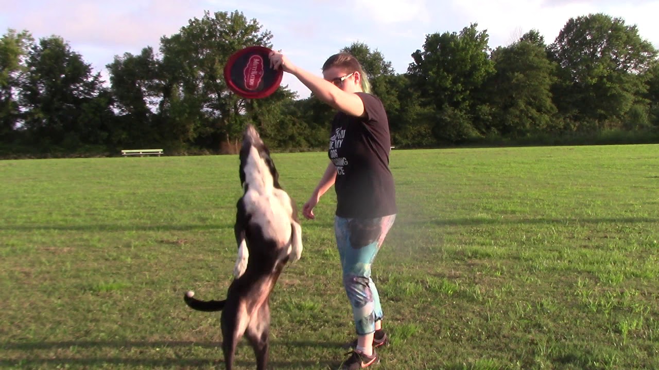 Dog Frisbee & Tricks- July 2020 - YouTube