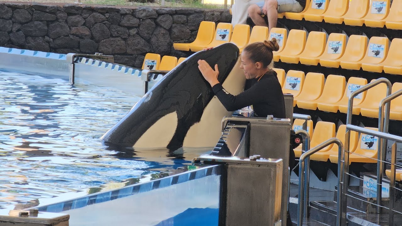 Adán & María 💖 Loro Parque, OrcaOcean, 18.02.2024 - YouTube