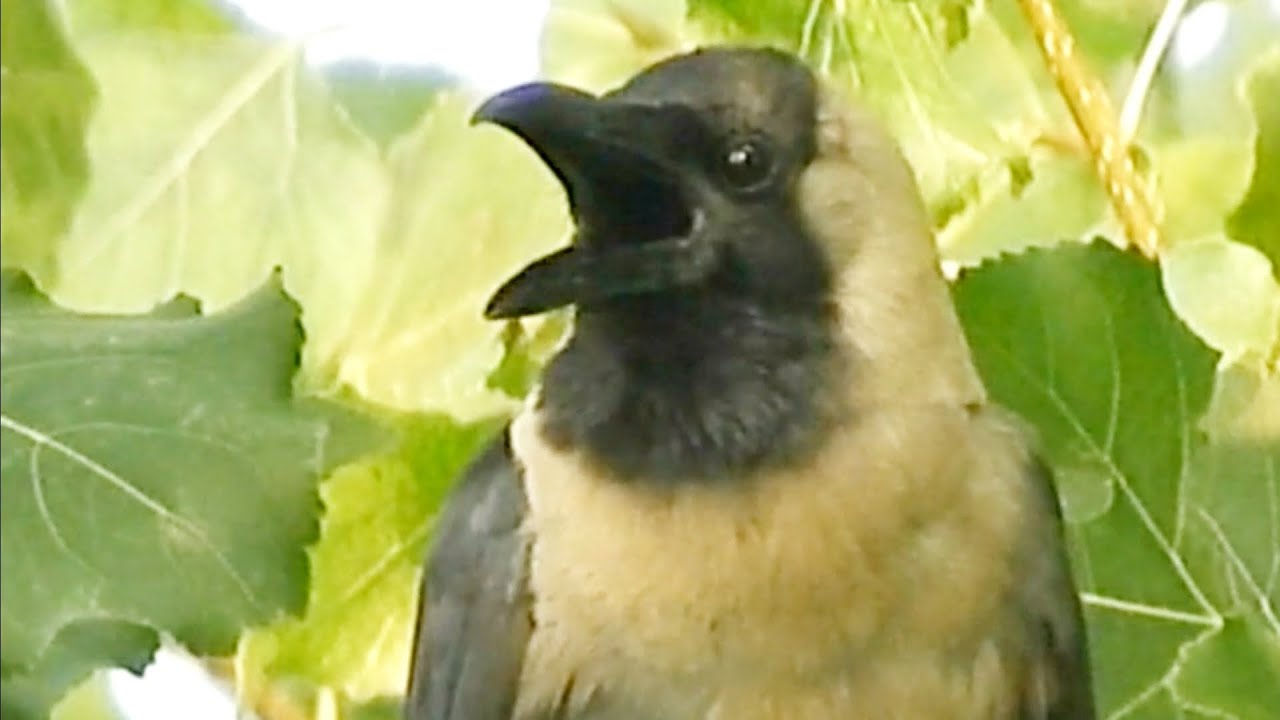 The crow sounds | double crowing sounds of crow bird - YouTube