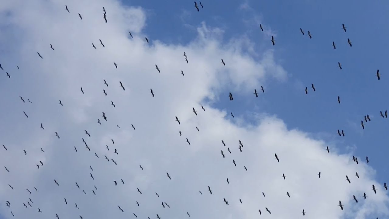 Hundreds of birds fly over - YouTube