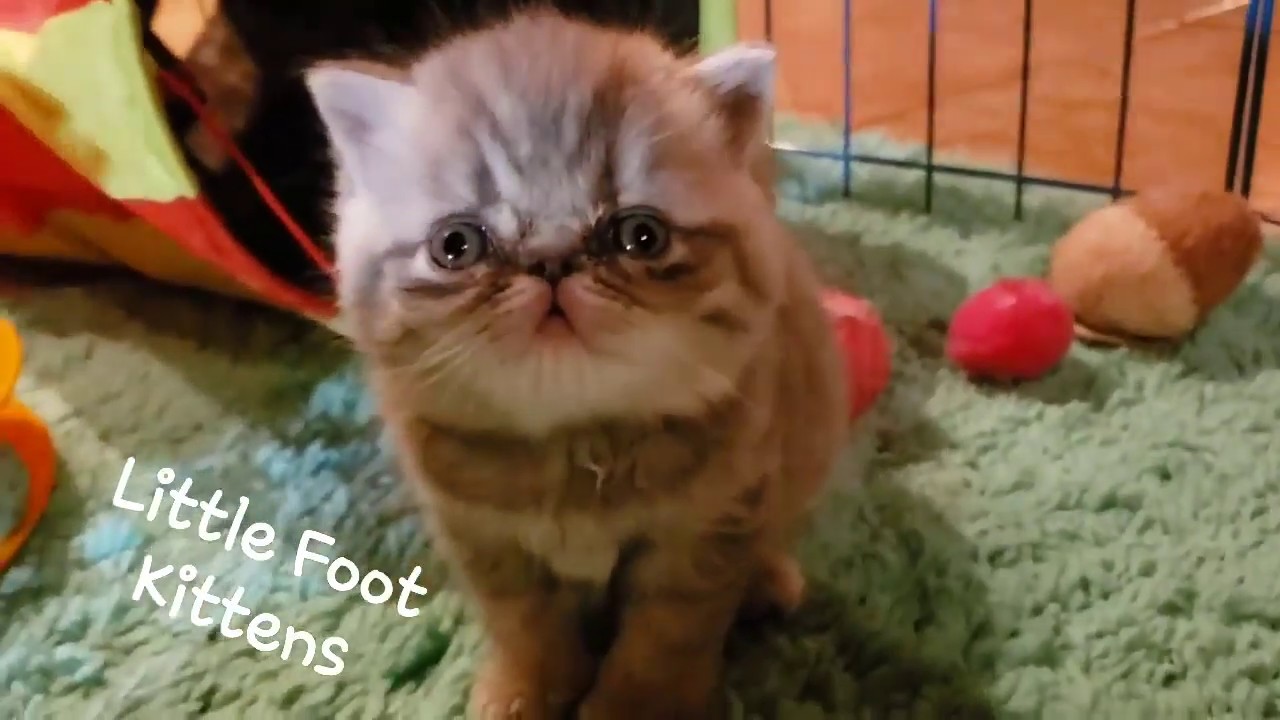 minuet kitten - YouTube