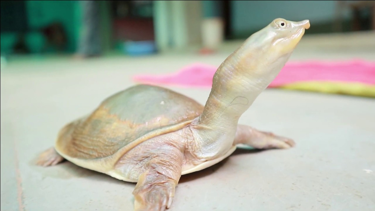 How To Keep Turtle At Home YouTube How To Keep Turtle At Home YouTube