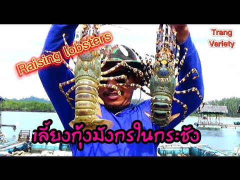 เลี้ยงกุ้งมังกร (Raising lobsters) รายแรกใน จ.ตรัง โดยเลี้ยงในกระชัง ...