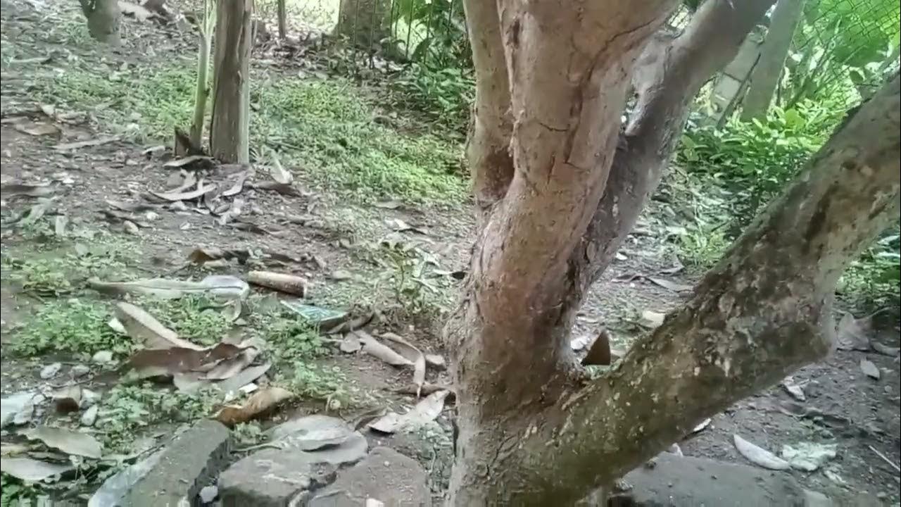 Mus tsev ntev rov tuaj pub qaib qus noj kab - YouTube