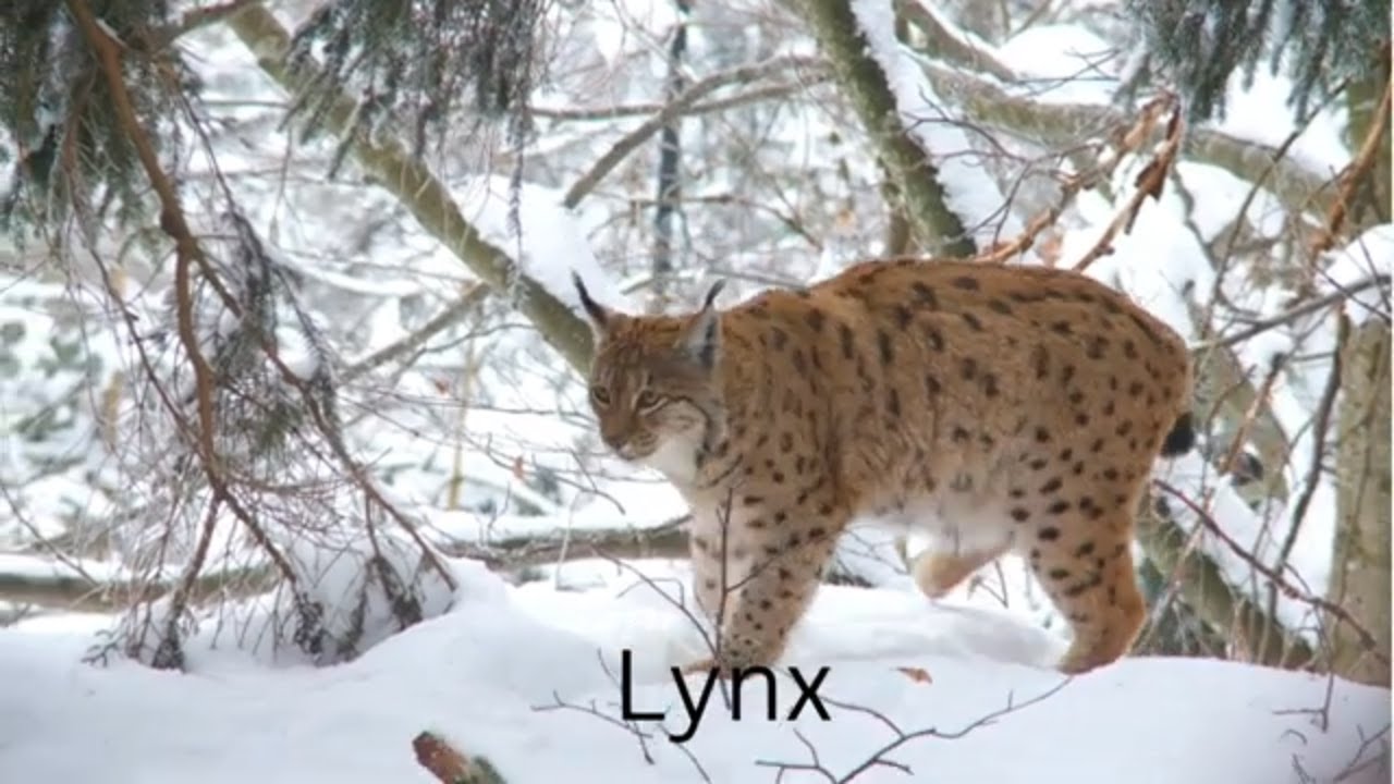 Winter in The Wild is Tough! (wild animals, struggles) - YouTube