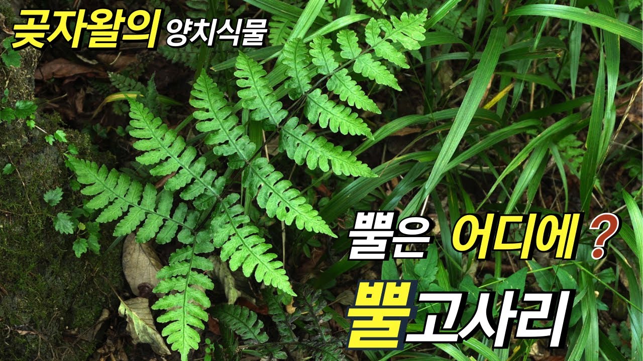 퍼니의 곶자왈의 양치식물, 뿔은 어디에? 뿔고사리, Cornopteris decurrentialata (Hook.) Nakai ...