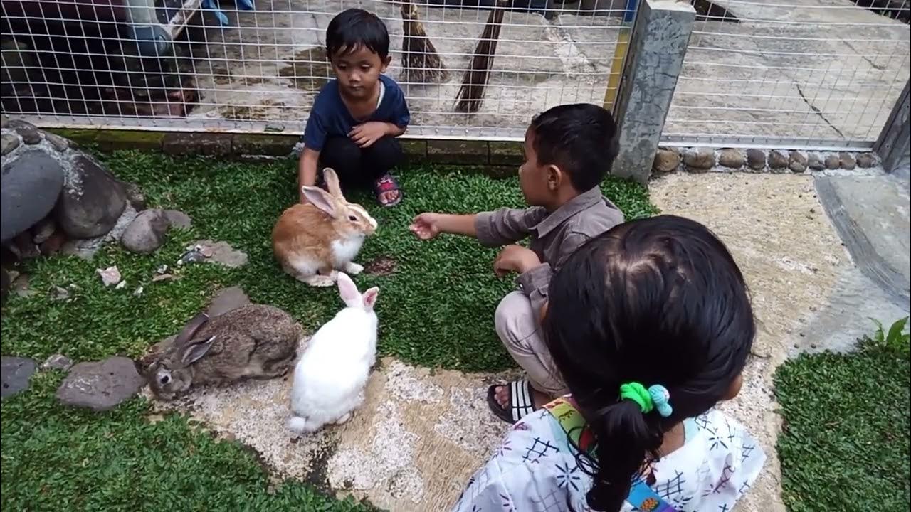Memberi Makan dan bermain bersama kelinci - YouTube