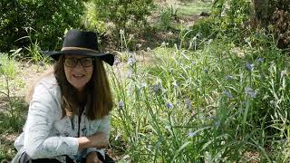 Spiderwort, edible wildflower