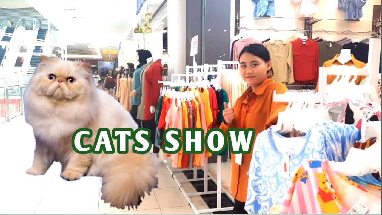 Pertandingan Persembahan Kucing 'CATS SHOW' || Summermall Samarahan ...