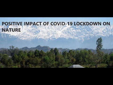 Positive Impact of #COVID-19 Lockdown on Nature - YouTube