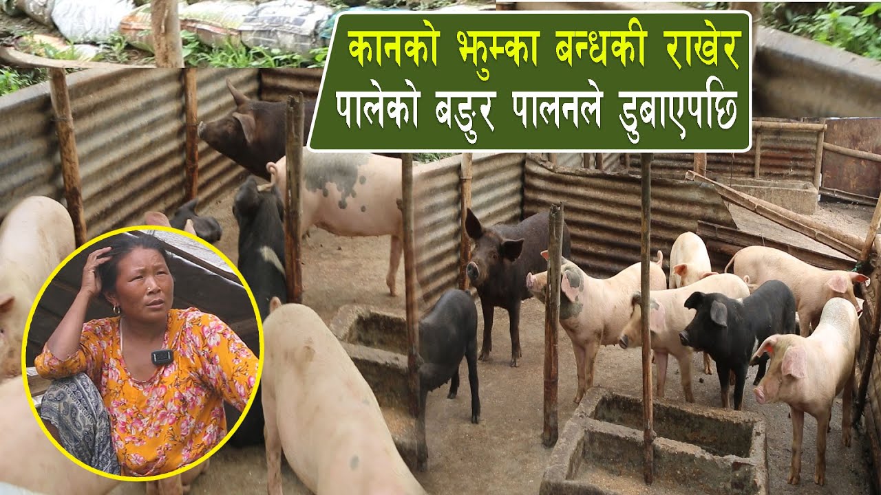 कानको झुम्का बन्धकी राखेर पालेको बङुर पालनले डुबाएपछि । #Bangur_farm_in ...