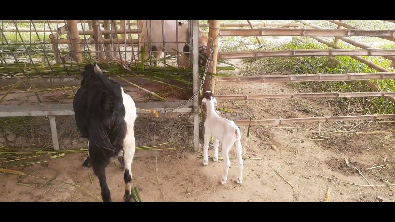 goat fram - YouTube
