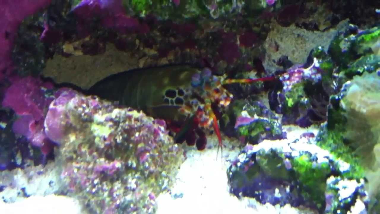 Mantis shrimp reef aquarium - YouTube