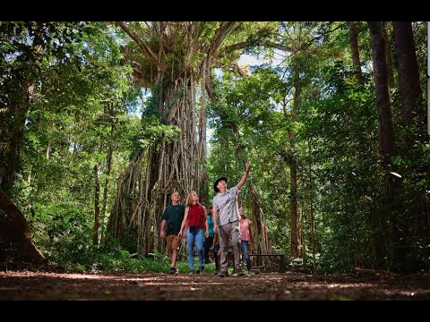 Tropical Rainforest Experience | Wait a While - YouTube