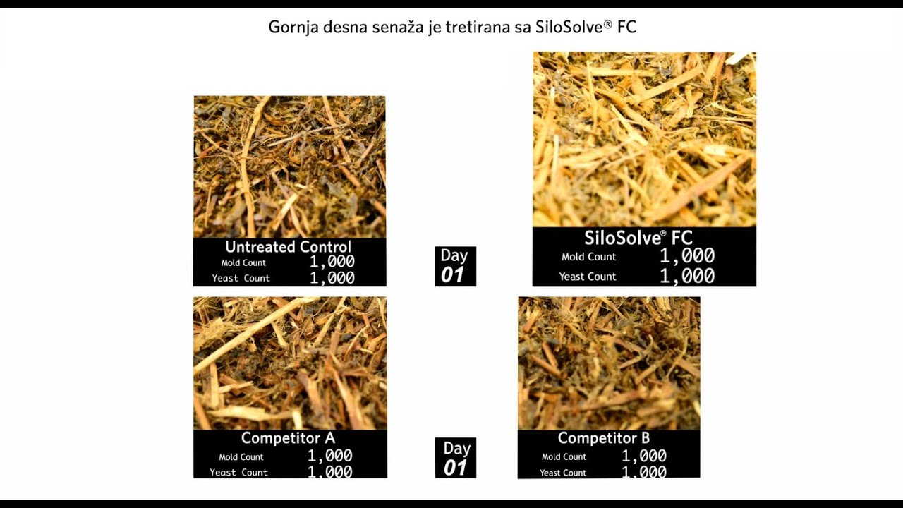 The Great Silage Challenge SiloSolve® FC vs. mold, yeast and beats the ...