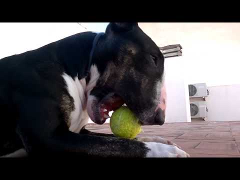 tayson
