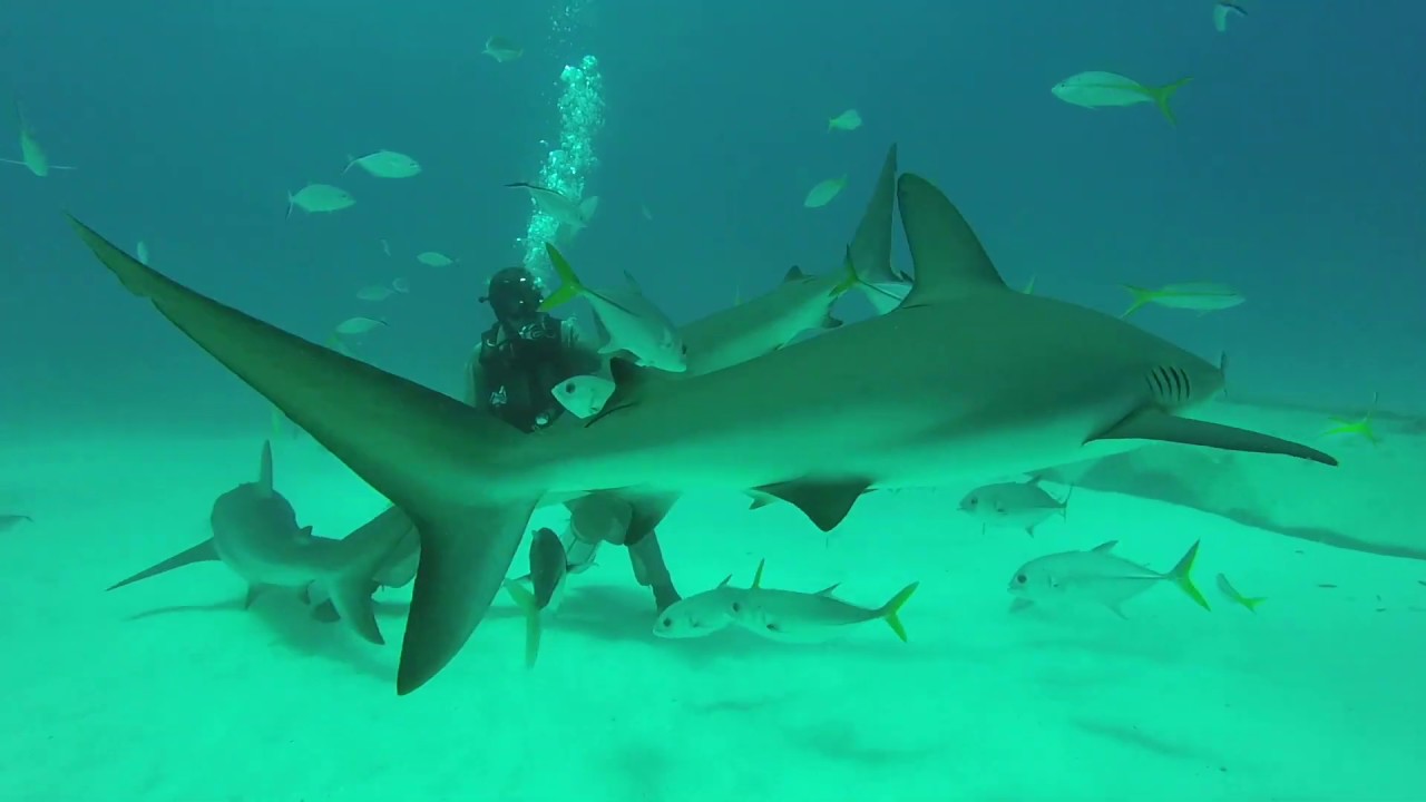 shark hypnosis - YouTube