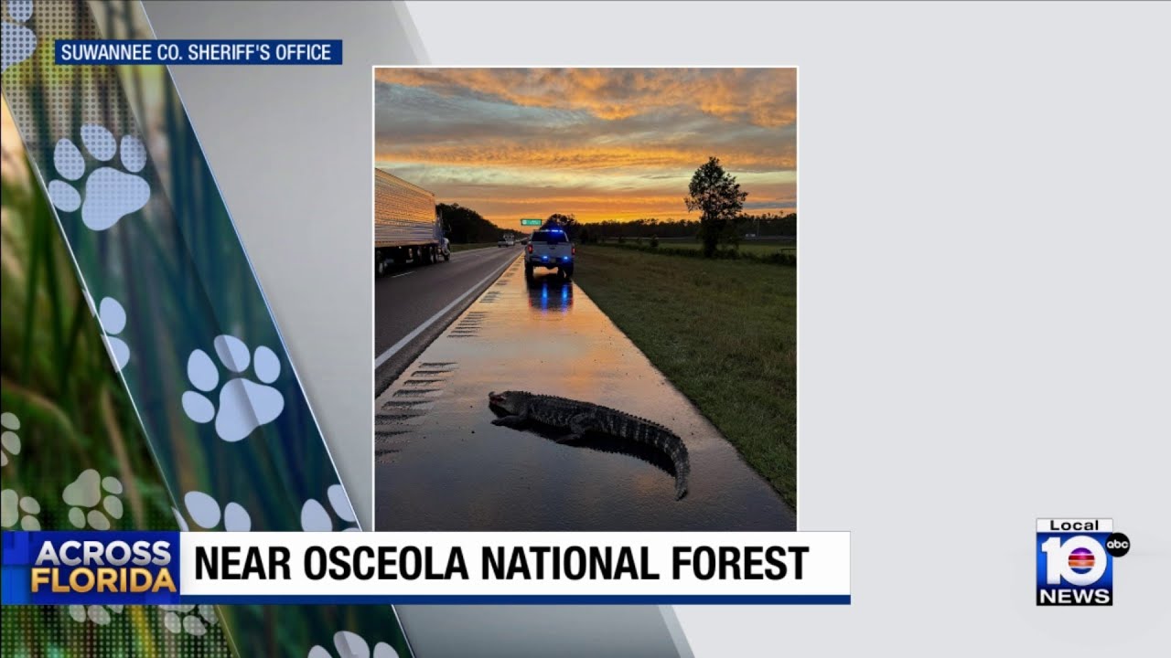 Alligator causes traffic jam on Florida highway - YouTube
