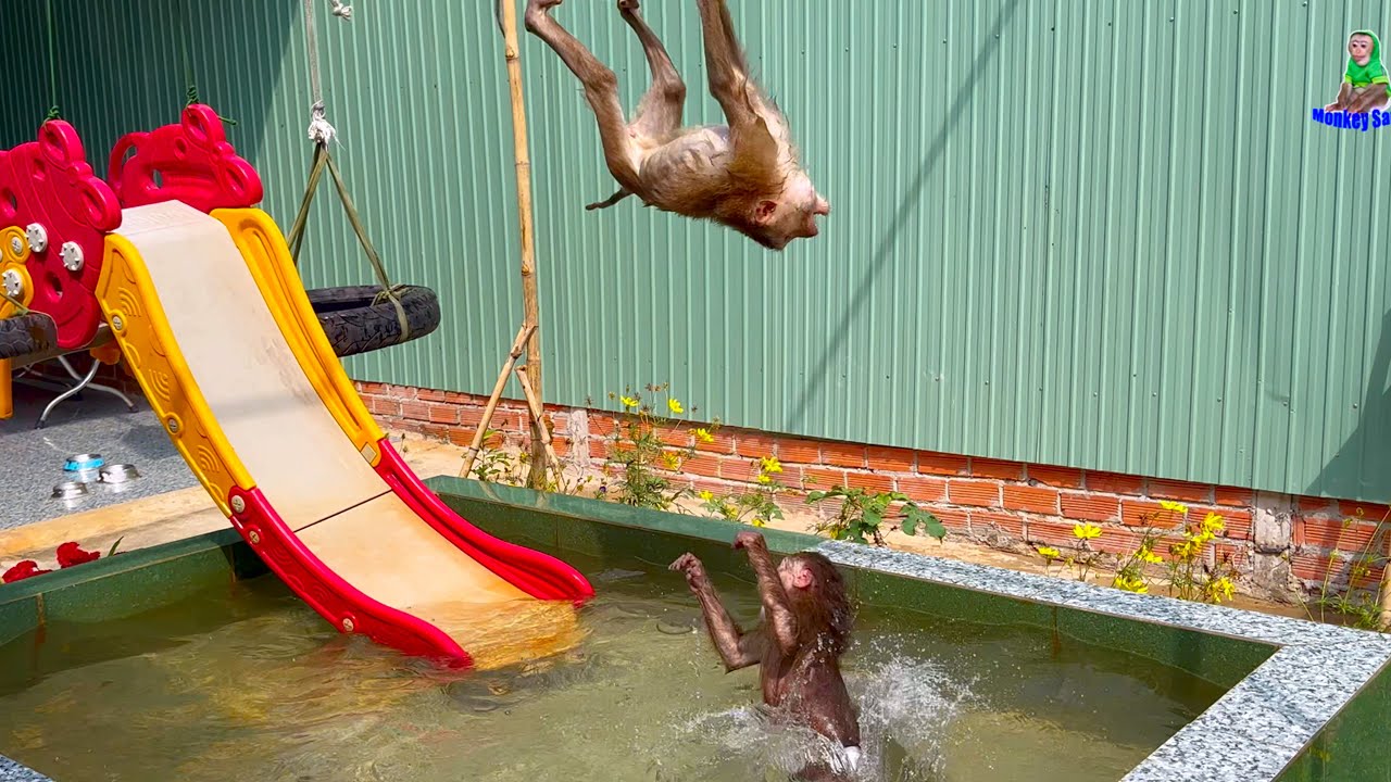 Monkey Sam & Asher tumbling in the super cute swimming pool - YouTube