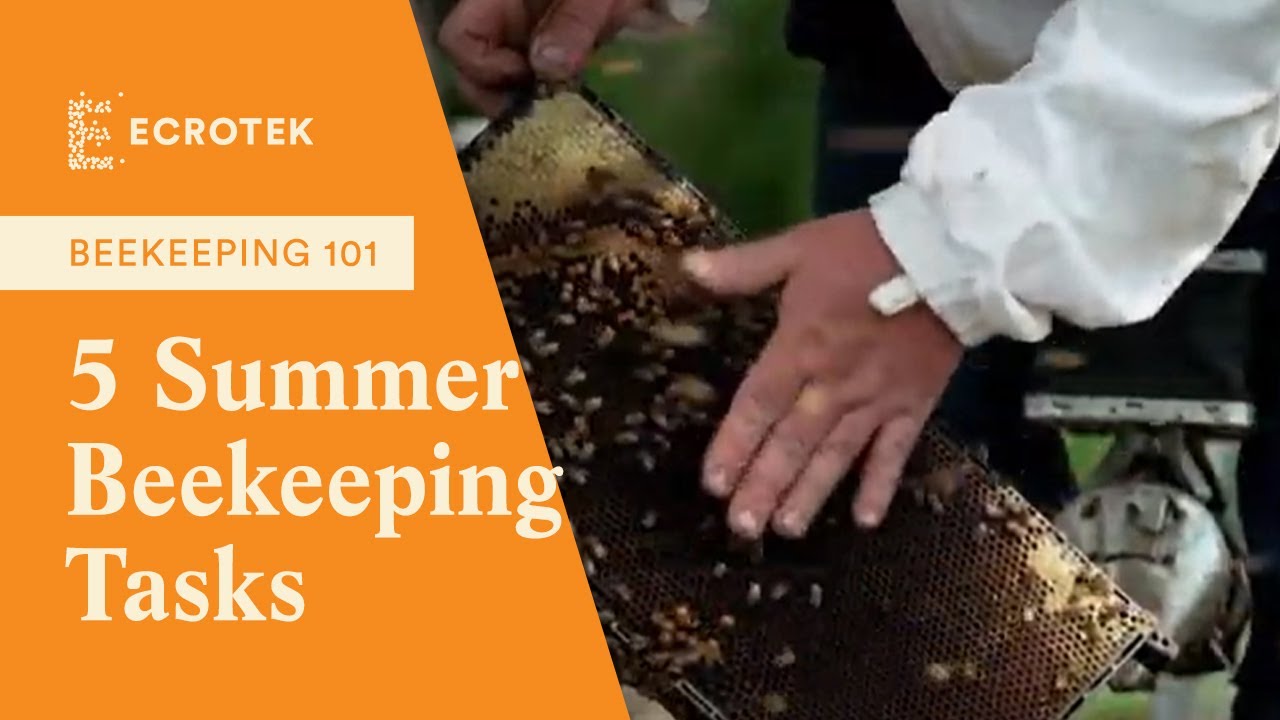 Summer Beekeeping Tips: 5 Summer Beekeeping Tasks | Ecrotek Beekeeping ...