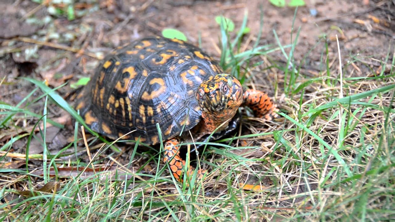 Charlotte, North Carolina land tortoise in the back yard - YouTube