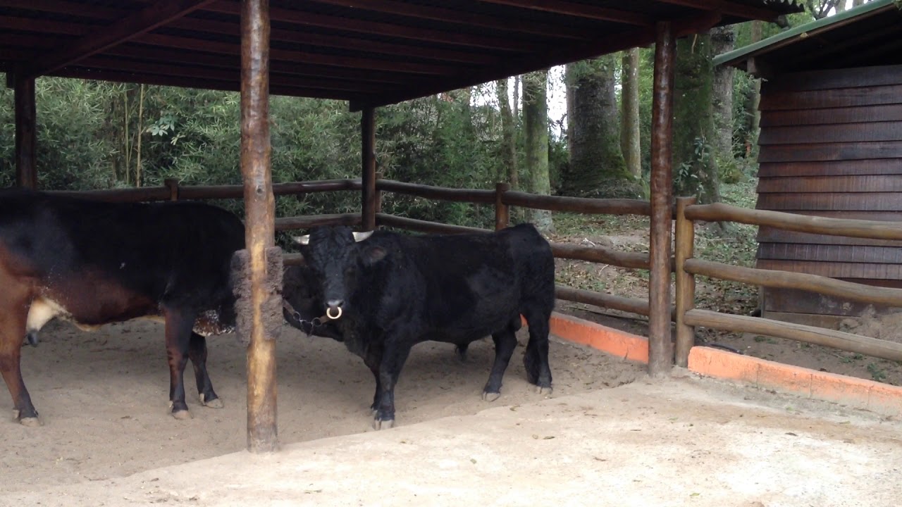 VACA COM PIERCING TENTANDO TER FILHOTE COM OUTRA VACA - YouTube