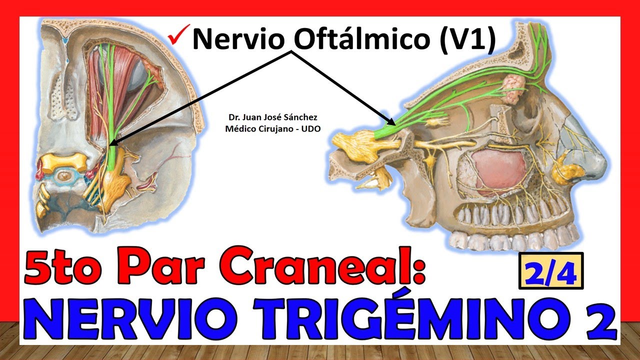 🥇 5to Par Craneal - NERVIO TRIGÉMINO 2/4 - Nervio Oftálmico (V1) - YouTube