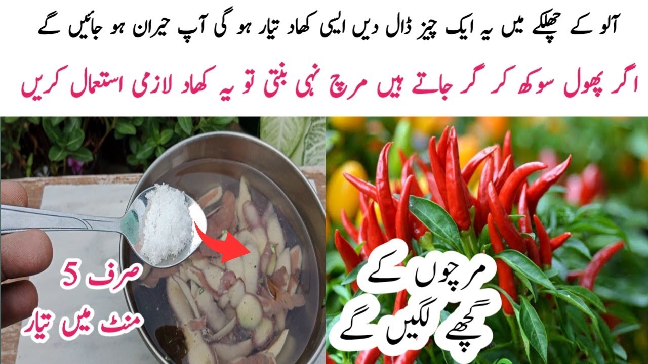 How to make phosphorus fertilizer || Mirch or lemon k phool kiu gir ...