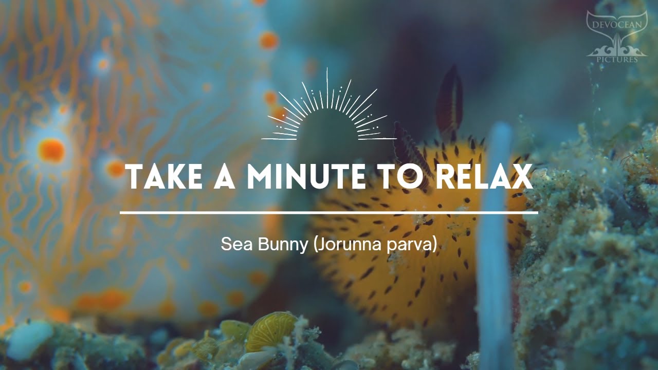 Take a Minute LIII: Sea Bunny (Jorunna parva) - YouTube