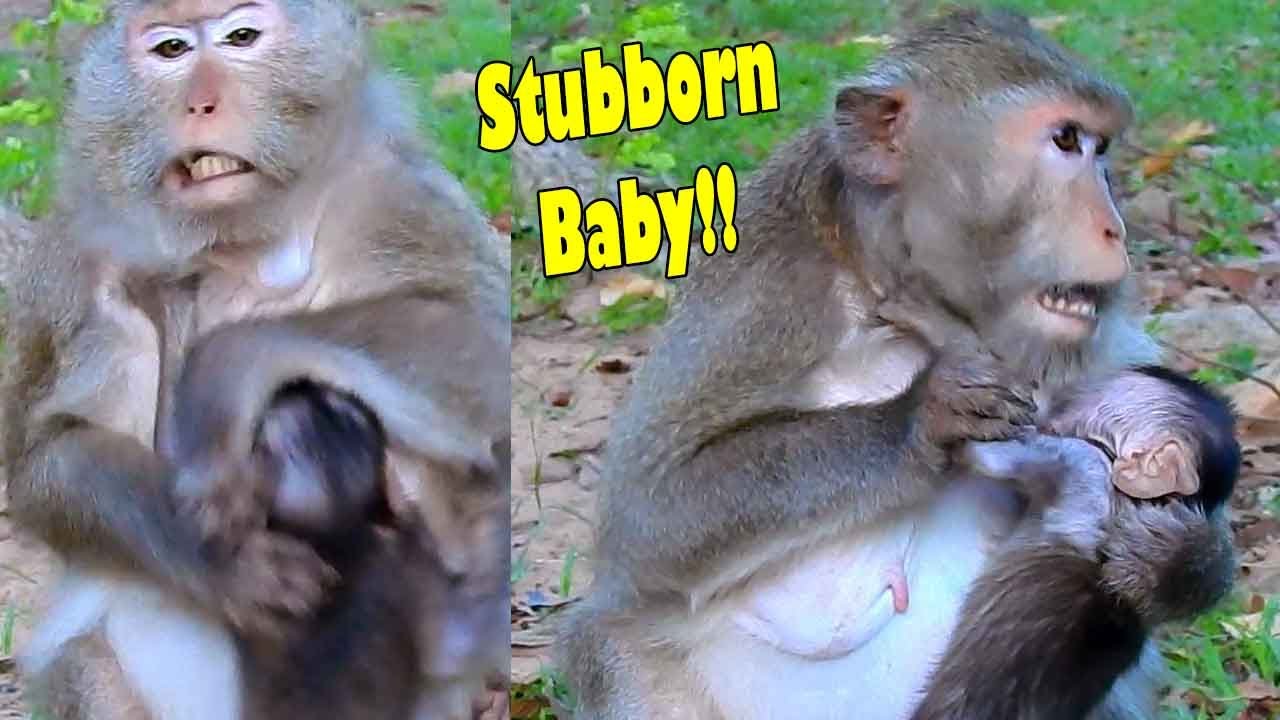 New Update! Stubborn Baby Monkey With Weaning Time Of Mum Gladdish ...