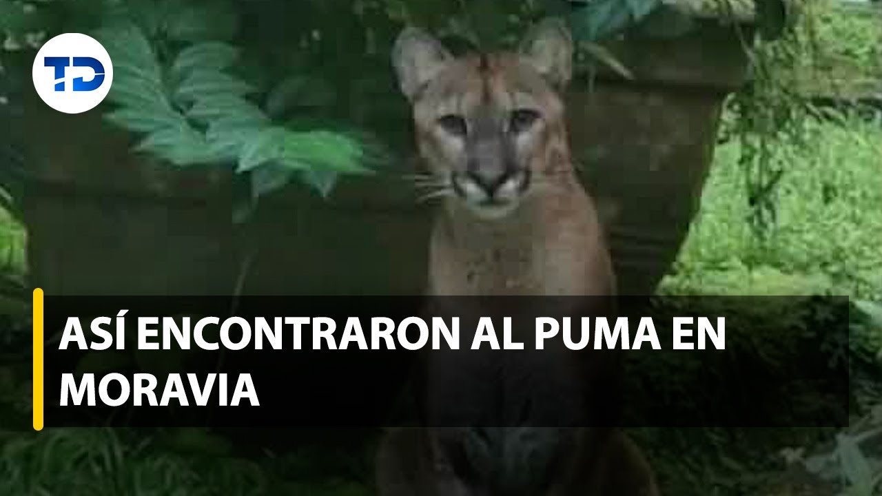 Captan a puma merodeando por Moravia | FOTOS - YouTube